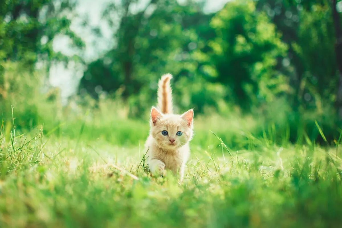 The 3X Longevity Secret: Vets Reveal the Crucial Daily Habits That Can ...