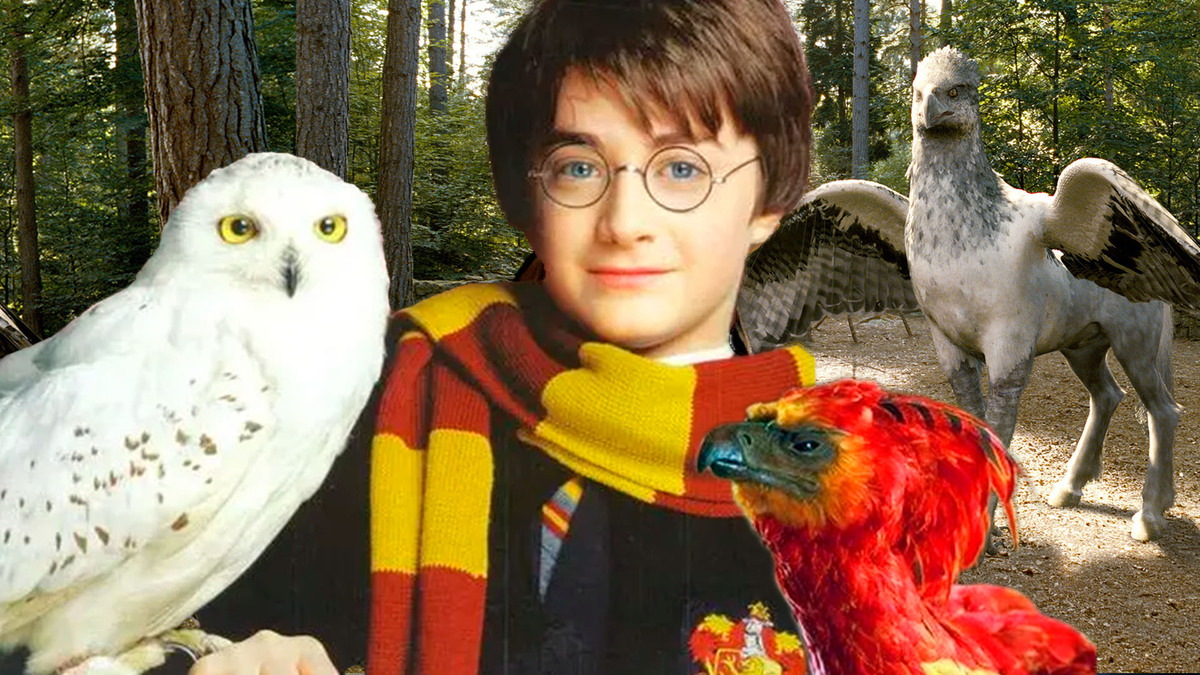 Harry Potter Pets, Ranked From Cute To 'We Want That One'