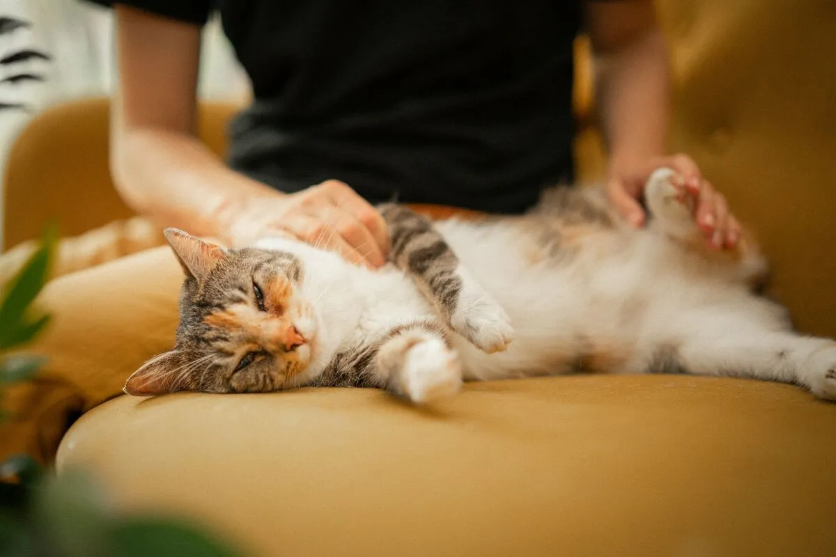 Does Your Cat Actually Trust You? 7 Secret Signs Revealed by Feline ...
