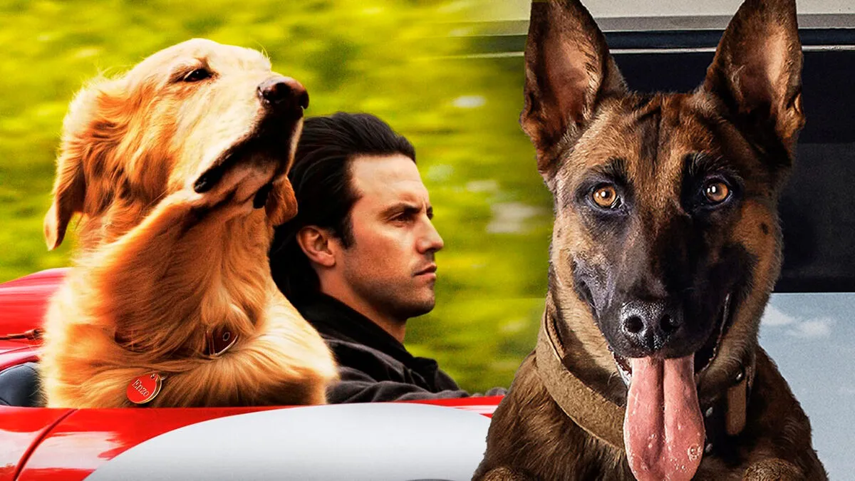 10 Best Movies About Dogs to Heal Your Soul and Heart - Startefacts.com