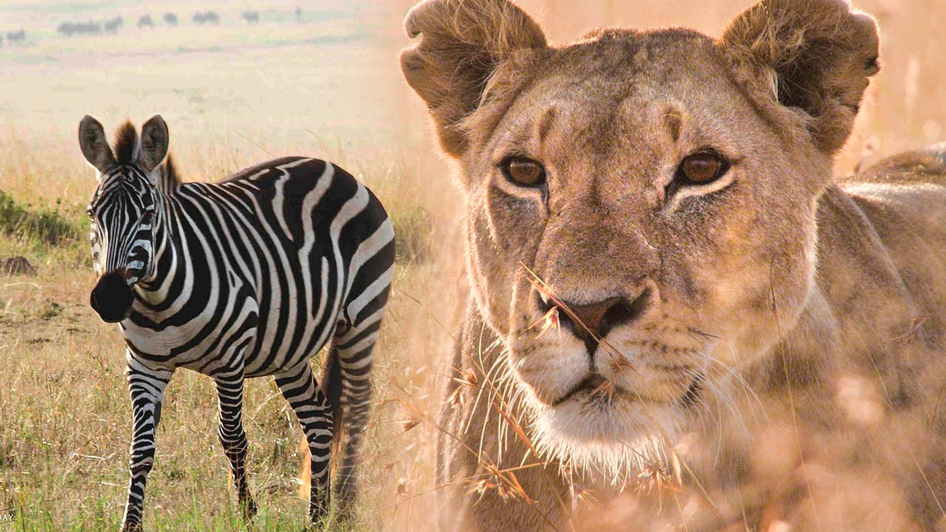 10 Tame Animal Documentaries to Watch with Kids on Apple TV, Prime ...