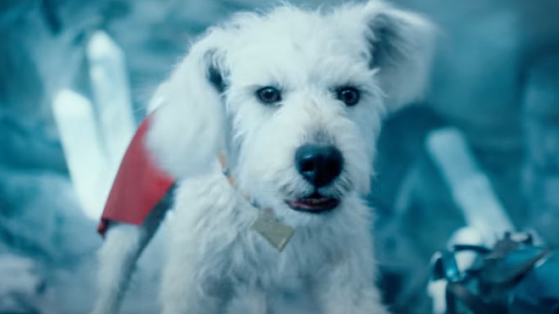 Krypto Is So Cute that Now Many People Dream of Having Such a Dog: What ...